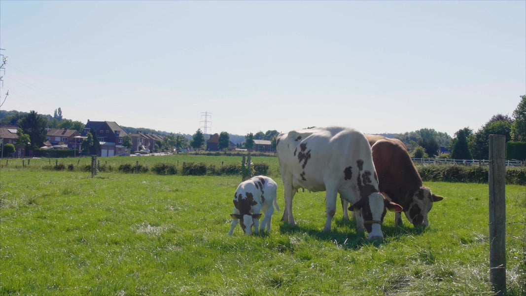 Experience module Farm life | A trip to the countryside